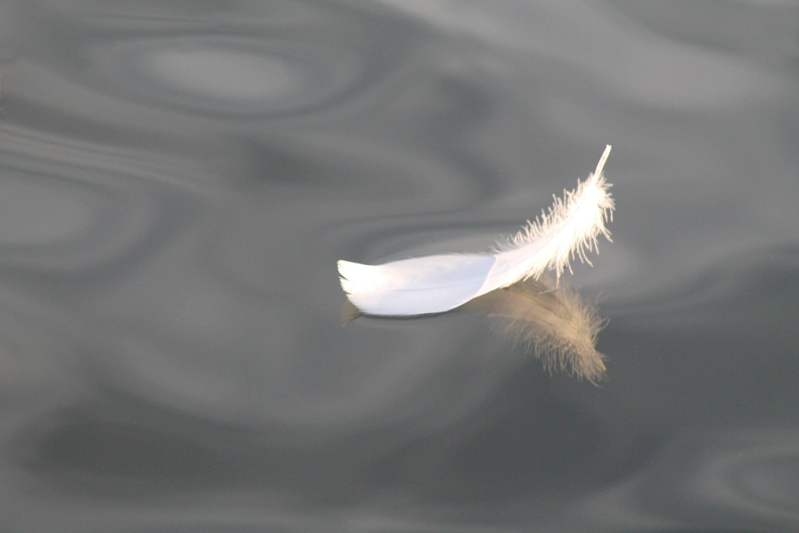 Plume blanche signification : message spirituel, anges et guidance